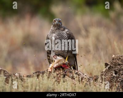 Eurasian or Northern goshawk, Accipiter gentilis, single bird on quail ...