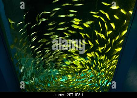 School of fish from below, aquarium view Stock Photo - Alamy