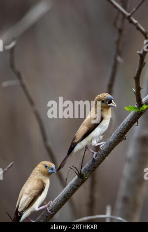 African silverbills (Euodice cantans) in a bush on Oahu, Hawaii, USA ...
