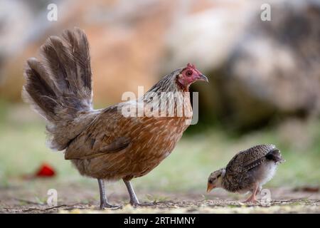 Feral hen with chicks on Kauai, Hawaii, USA Stock Photo - Alamy