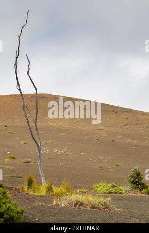 Devastation Trail in Hawaii Volcanoes National Park showcases the ...
