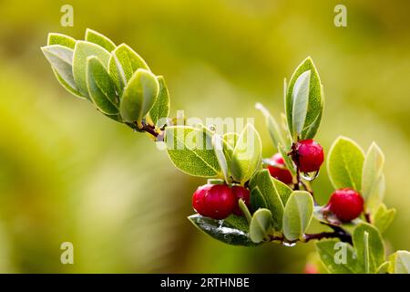 Ohelo Berries, Hawaii Volcanoes National Park, Big Island Stock Photo ...