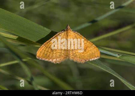 An ochre yellow leaf moth rests on a leaf, A yellow shell moth on a ...