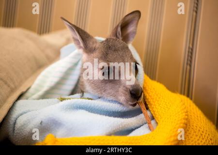 An injured kangaroo after being rescued in Victoria, Australia Stock ...