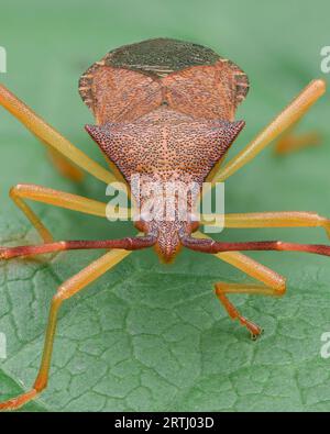 Hemiptera, insects, entomology, insect taxonomy, insect classification ...