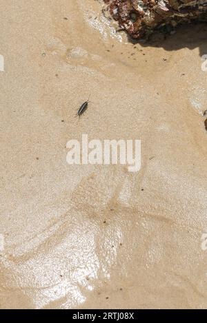 The sea Roach bug or sea slater (sea louse) on rough stone background ...