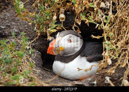 Puffins at the Skellig islands. The island of Skellig Michael, also ...