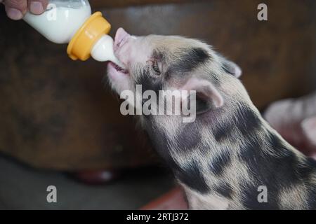 Pied mini baby pig in hand rearing Stock Photo - Alamy