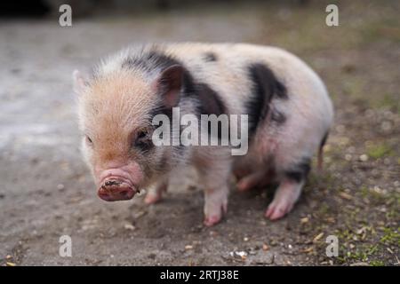 Mini pigs babies at the first walk outside Stock Photo - Alamy