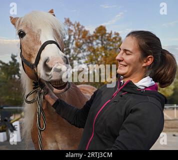 Preparation of light brown Haflinger with beige mane before training ...