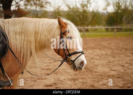 Photoshooting with light brown Haflinger with beige mane on a riding ...