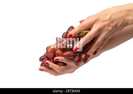 A sprig of red grapes in woman hands with red nail polish isolated on a ...