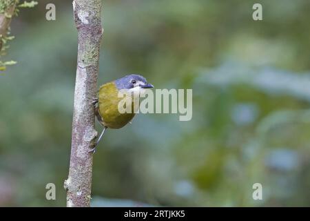 Green backed robin in Arfak mountains in West Papua, Indonesia Stock ...