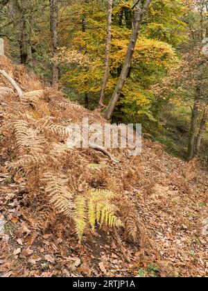 Early Autumn colour in Rectory Wood and Hopes Wood which lie behind ...