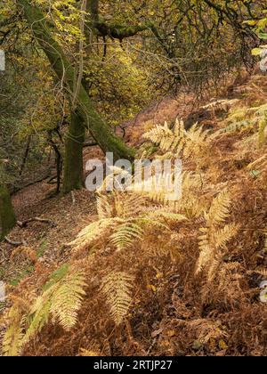 Early Autumn colour in Rectory Wood and Hopes Wood which lie behind ...