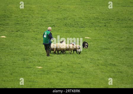 Chris McNaughton and dog Mirk competing at the World Sheep Dog Trials ...