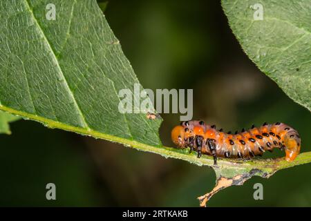The Poison Ivy Sawfly, Arge humeralis, is an insect in the Argidae ...