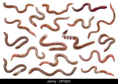 Set with many worms isolated on white Stock Photo - Alamy