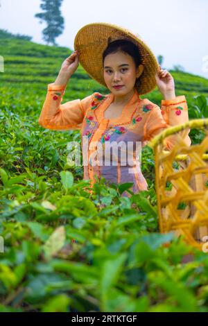 a tea picker posing among the tea gardens with a basket and a bamboo ...