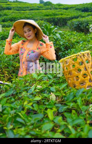 a tea picker posing among the tea gardens with a basket and a bamboo ...