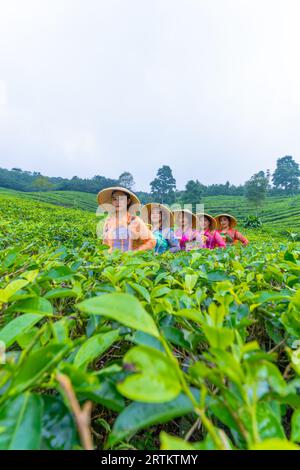a group of tea garden farmers are marching amidst the green tea leaves ...