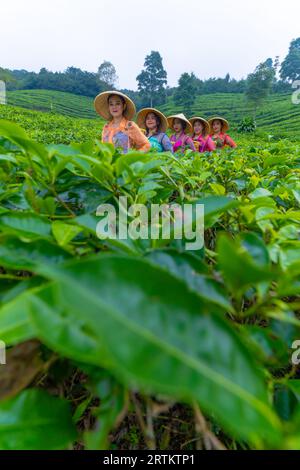 a group of tea garden farmers are marching amidst the green tea leaves ...