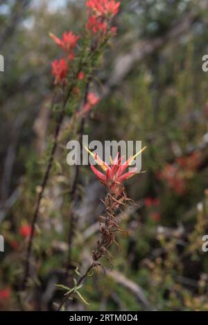 Wild flowers in Coconino Forest Stock Photo - Alamy