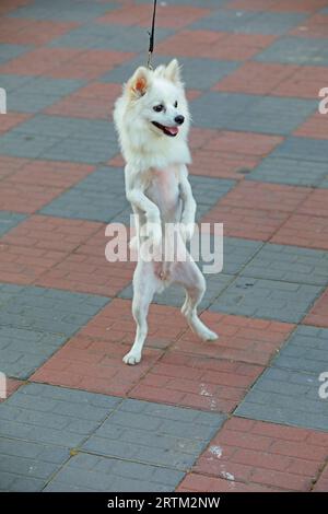 Silver fox dog outdoors, Close up picture Stock Photo - Alamy