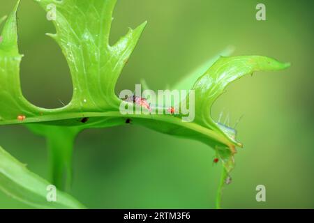 Brown sandfly larvae crawl on weeds, North China Stock Photo - Alamy
