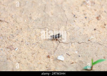 pygmy sand cricket in the wild, North China Stock Photo - Alamy