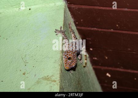A tokay gecko, Gekko gecko, hunting insects on the walls of a house ...