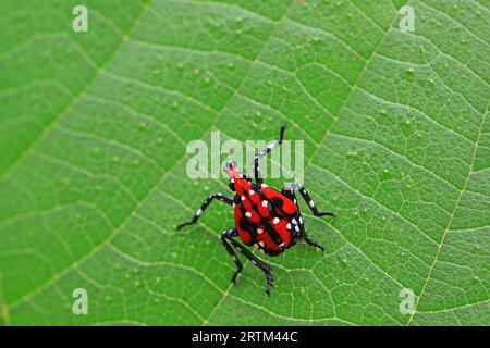 lycorma delicatula on wild plants, North China Stock Photo - Alamy