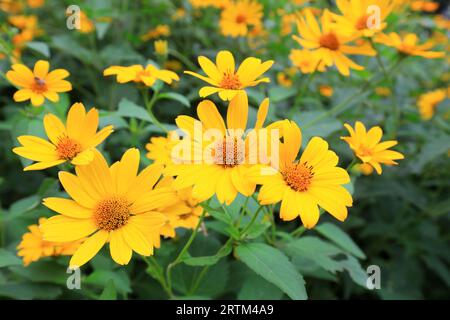 Beautiful bunch of pine vanilla flowers, Beijing Stock Photo - Alamy