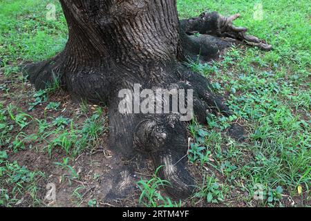 The old locust tree is in the Beijing Botanical Garden Stock Photo - Alamy