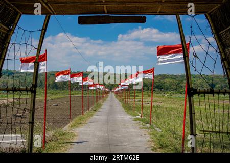 Rows of Indonesian red and white flags neatly installed in rice fields ...