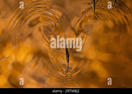 Pond skater insects thrive on the River Aller on National Trust ...