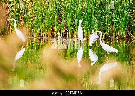 a group of white egrets sits on a lake near reeds Stock Photo - Alamy