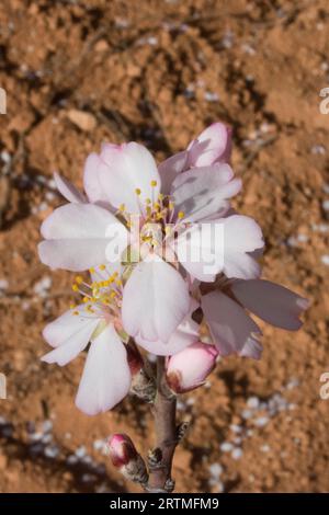 Flor de almendro en febrero Stock Photo - Alamy