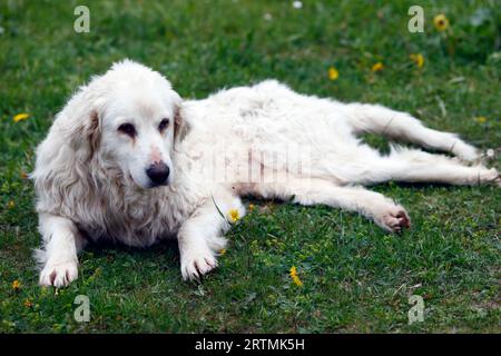 The Pyrenean Mountain Dog is commonly called the Patou. A herd of ...
