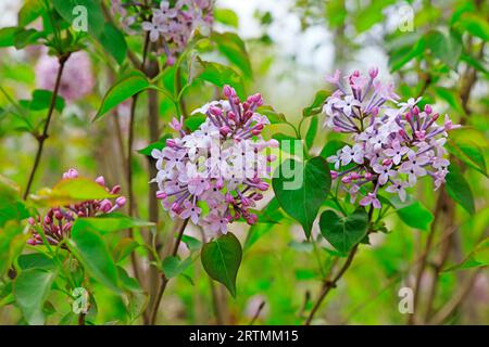 Lilac flowers in the natural state Stock Photo - Alamy