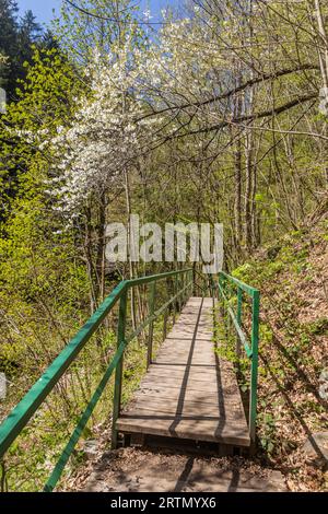Boardwalk in Jizera river valley near Semily, part of Riegrova stezka ...