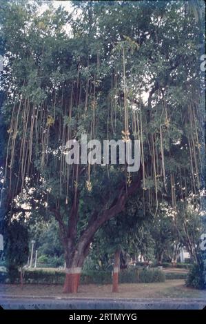 Tree With Natural Hanging Ropes, Baroda, Gujrat, India Stock Photo - Alamy