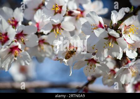 Honeybees collecting Honey from the blooms collection Stock Photo - Alamy