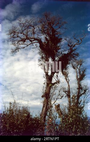 Landscape at Gangtok with tall green tree and sNAw peaks of Lessed ...