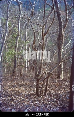 Dry Trees, & Forest Near Tulsi Lake, Maharashtra, India Stock Photo - Alamy