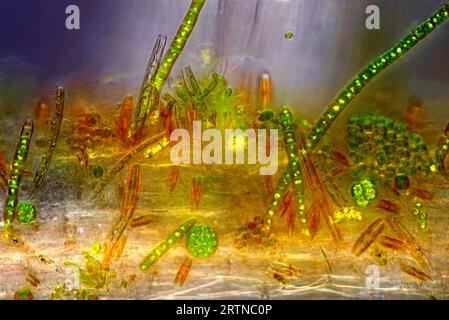 The image presents various tiny algae settled on Lemna sp. root ...