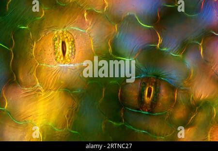 The image presents stomata in Spathiphyllum leaf epidermis ...