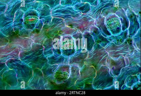 The image presents stomata in Spathiphyllum leaf epidermis ...
