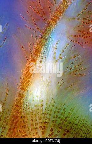 The image presents Batrachospermum sp., a kind of red algae ...