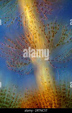 Batrachospermum red algae, light micrograph Stock Photo - Alamy